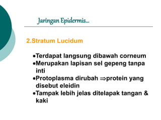 ANATOMI SISTEM INTEGUMEN Budi Antoro.ppt