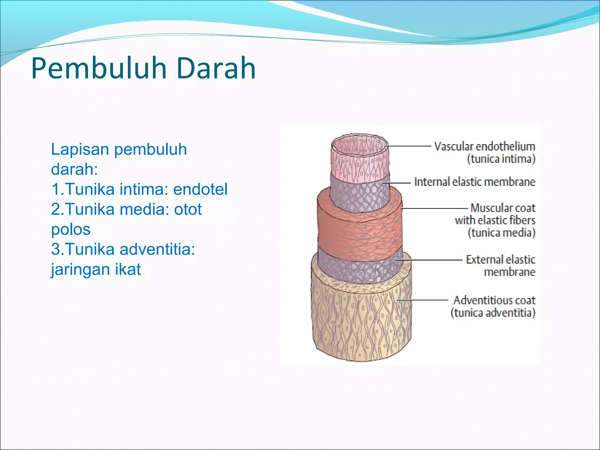 Anatomi sistem kardiovaskuler | PPT