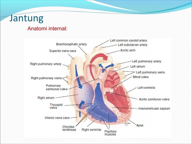 Anatomi sistem kardiovaskuler | PPT