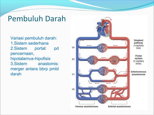 Anatomi sistem kardiovaskuler | PPT