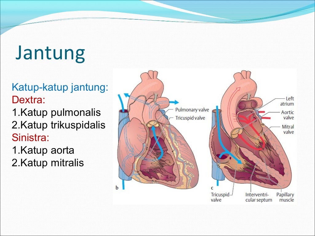 Anatomi Sistem Kardiovaskuler - Perumperindo.co.id