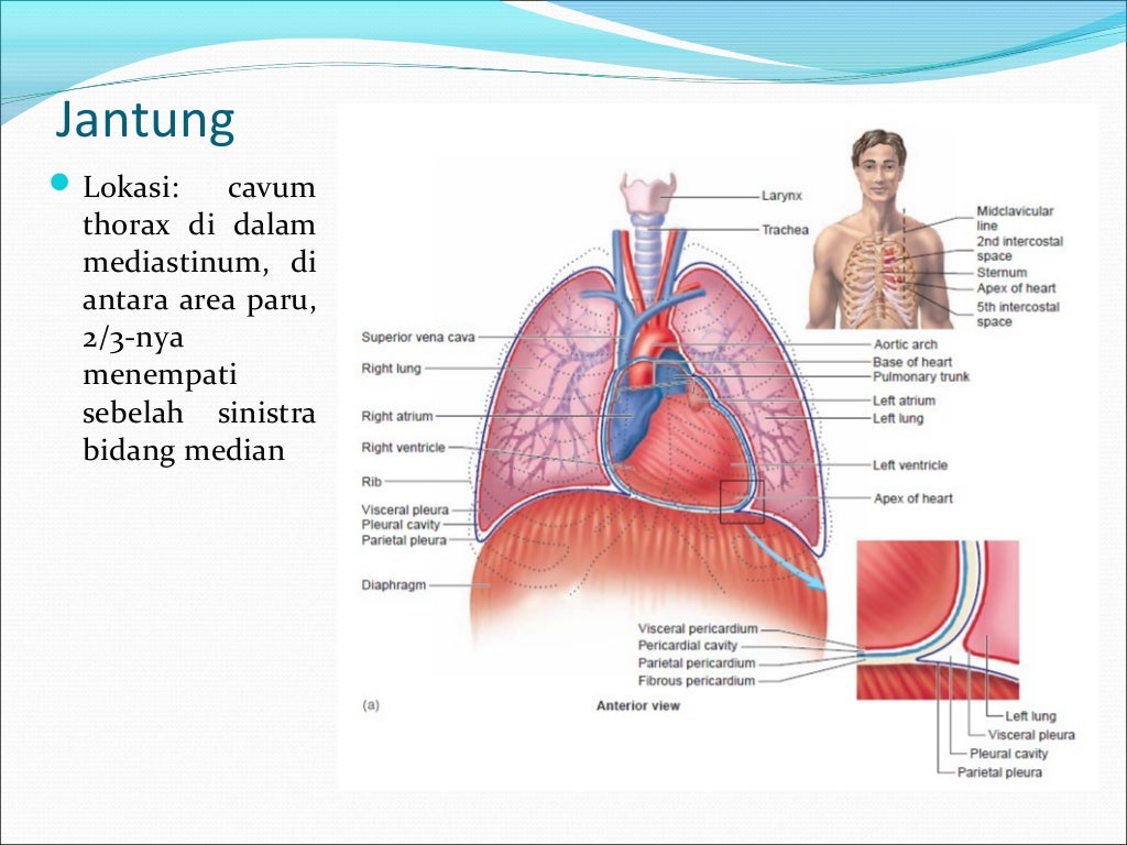 Anatomi sistem kardiovaskuler