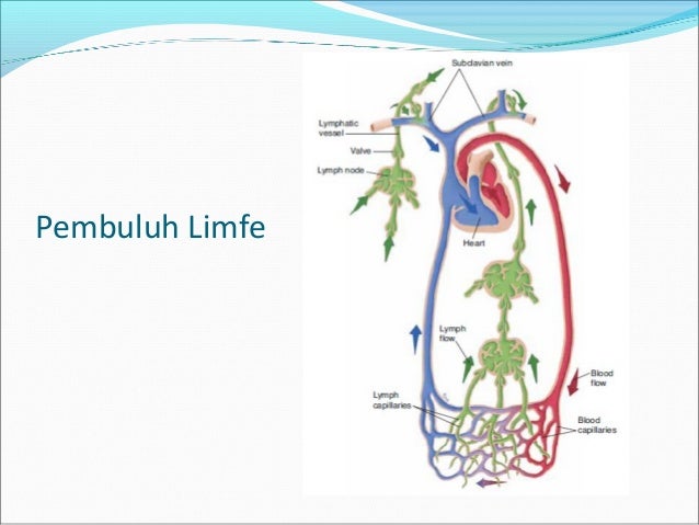 Anatomi sistem kardiovaskuler