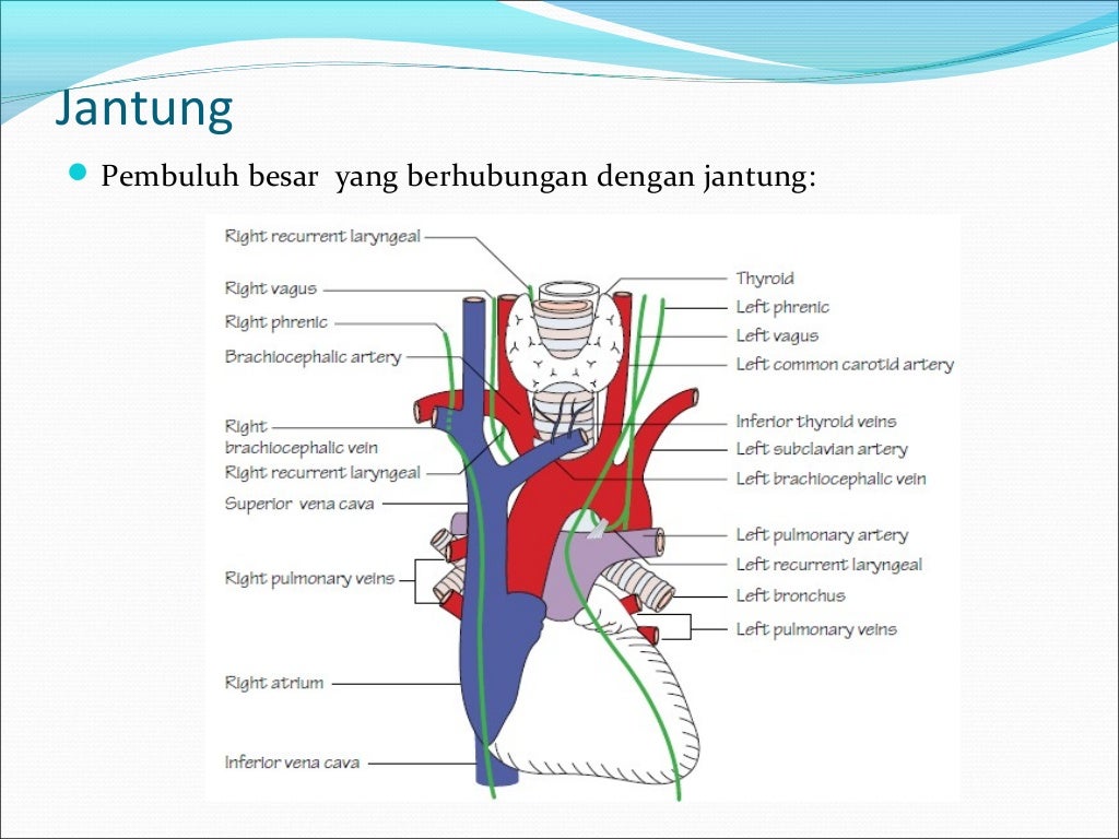 Anatomi Sistem Kardiovaskuler - [ppt Powerpoint] FA2