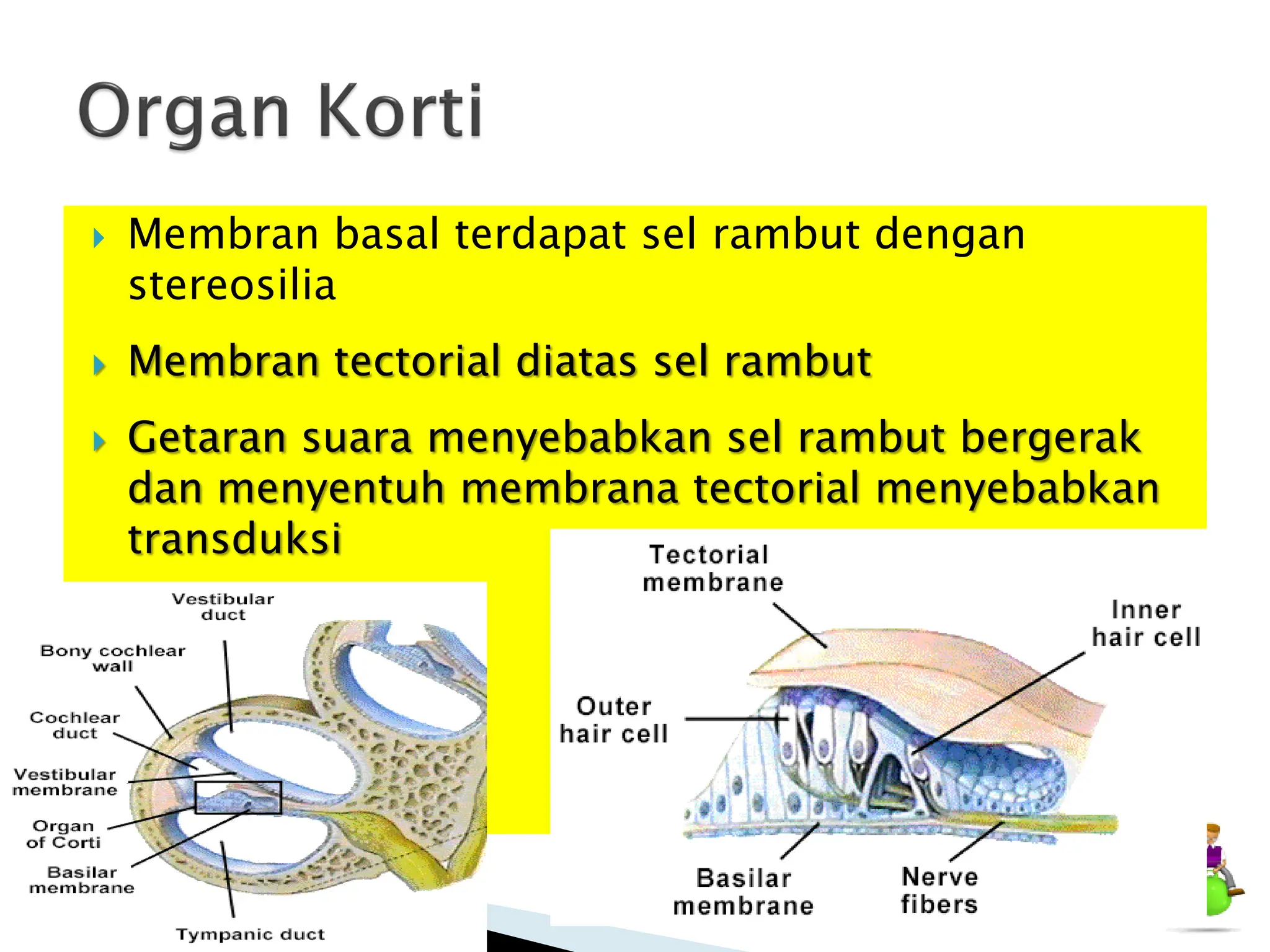 ANATOMI SISTEM PANCA INDRA__________.pdf