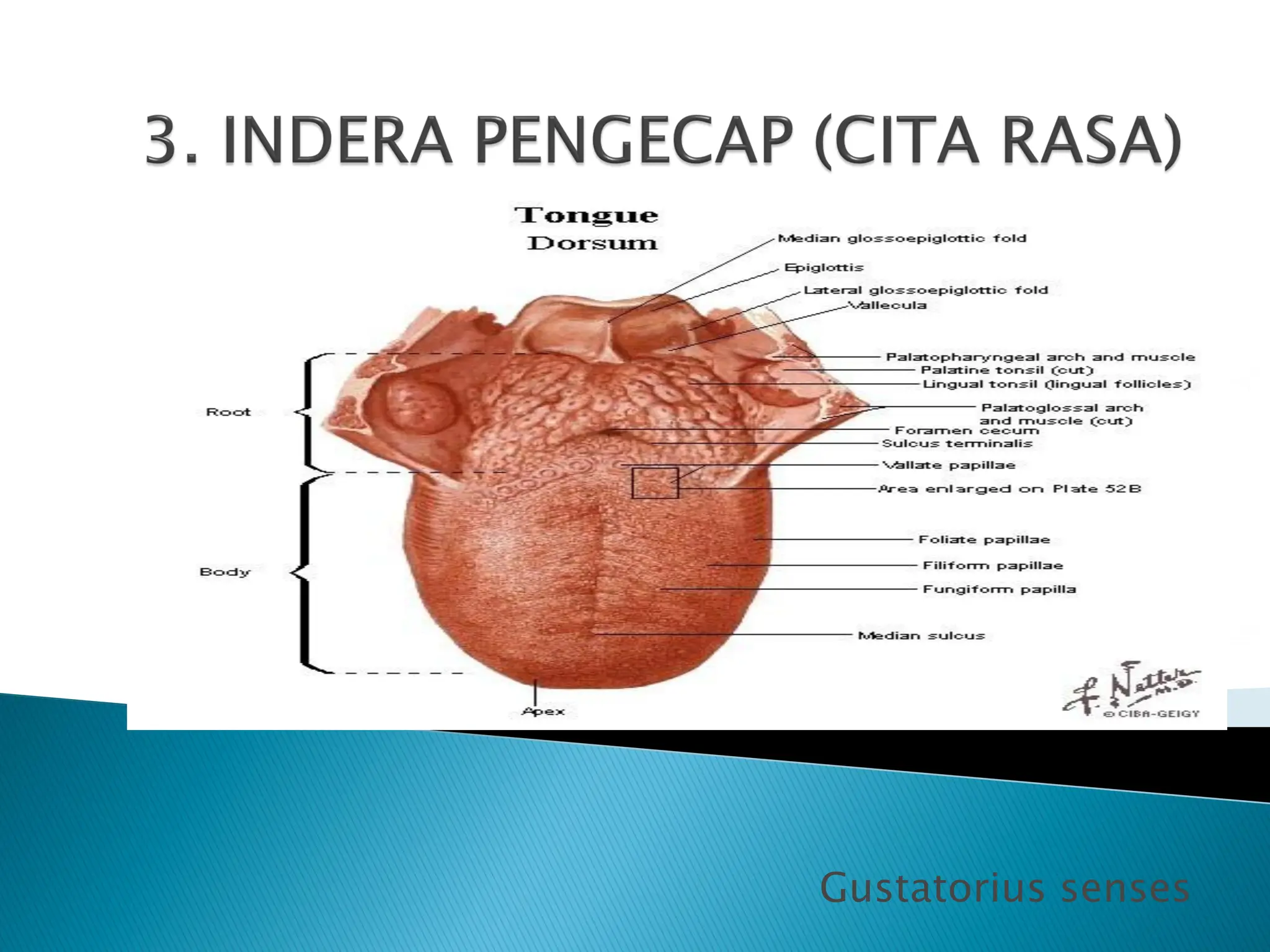 ANATOMI SISTEM PANCA INDRA__________.pdf