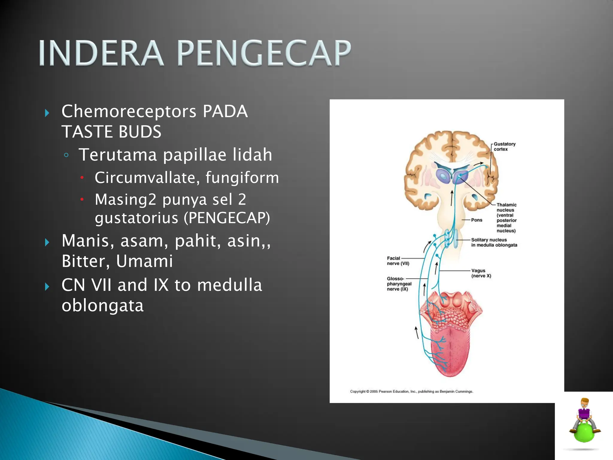 ANATOMI SISTEM PANCA INDRA__________.pdf