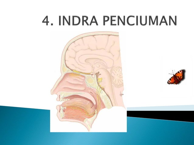 ANATOMI SISTEM PANCA INDRA__________.pdf