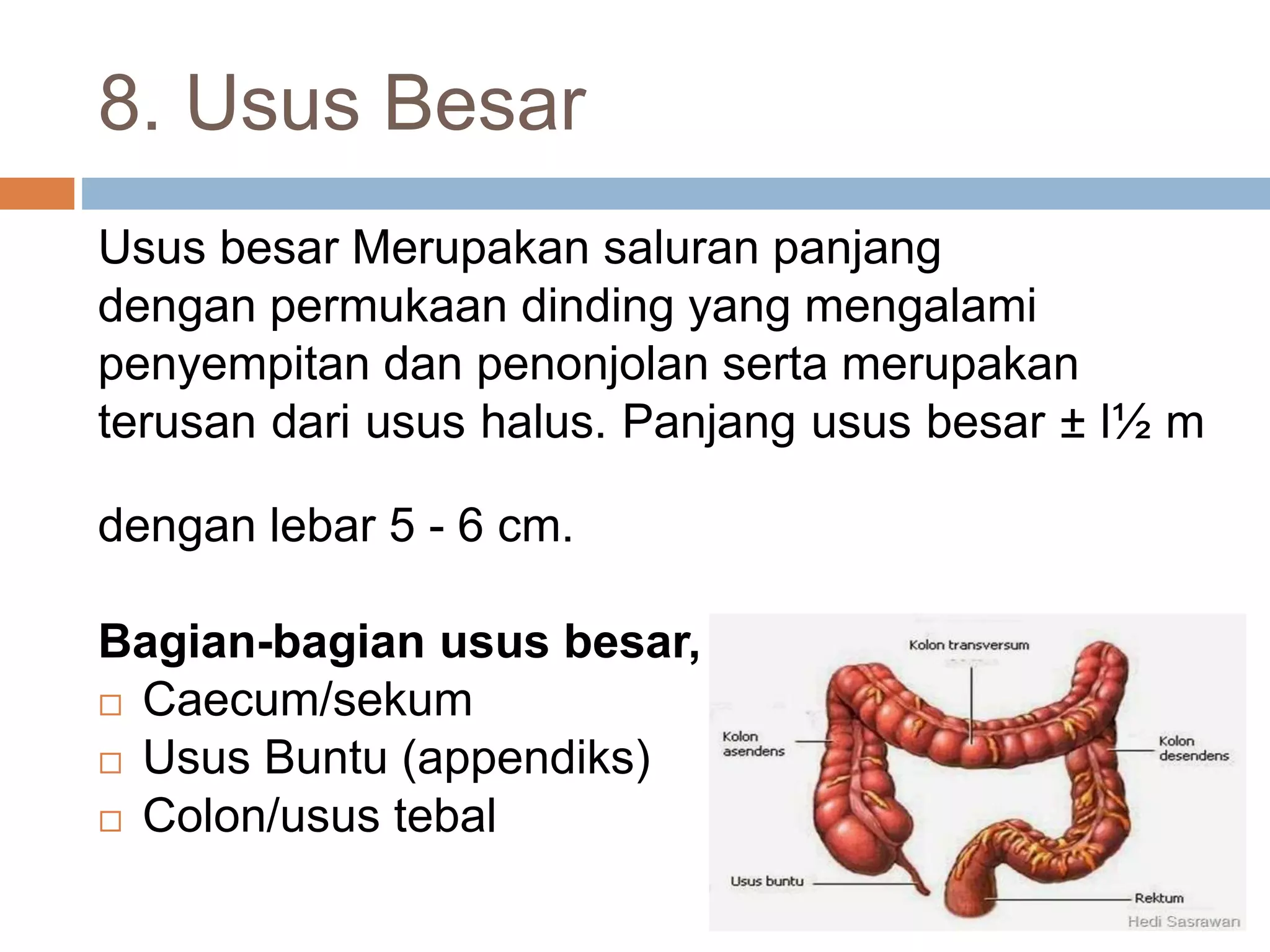 Anatomi sistem pencernaan manusia | PPTX