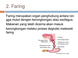 Anatomi sistem pencernaan manusia | PPTX