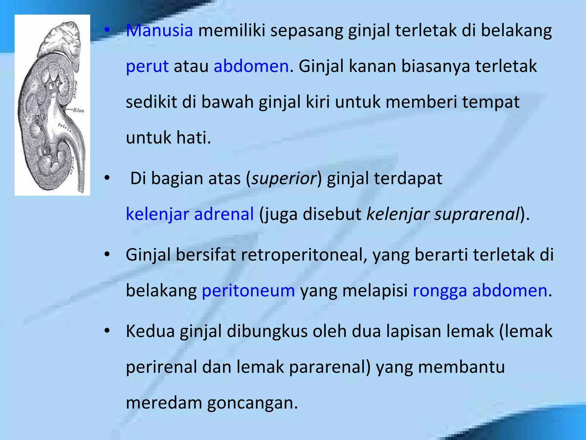 Anatomi sistem perkemihan | PPT