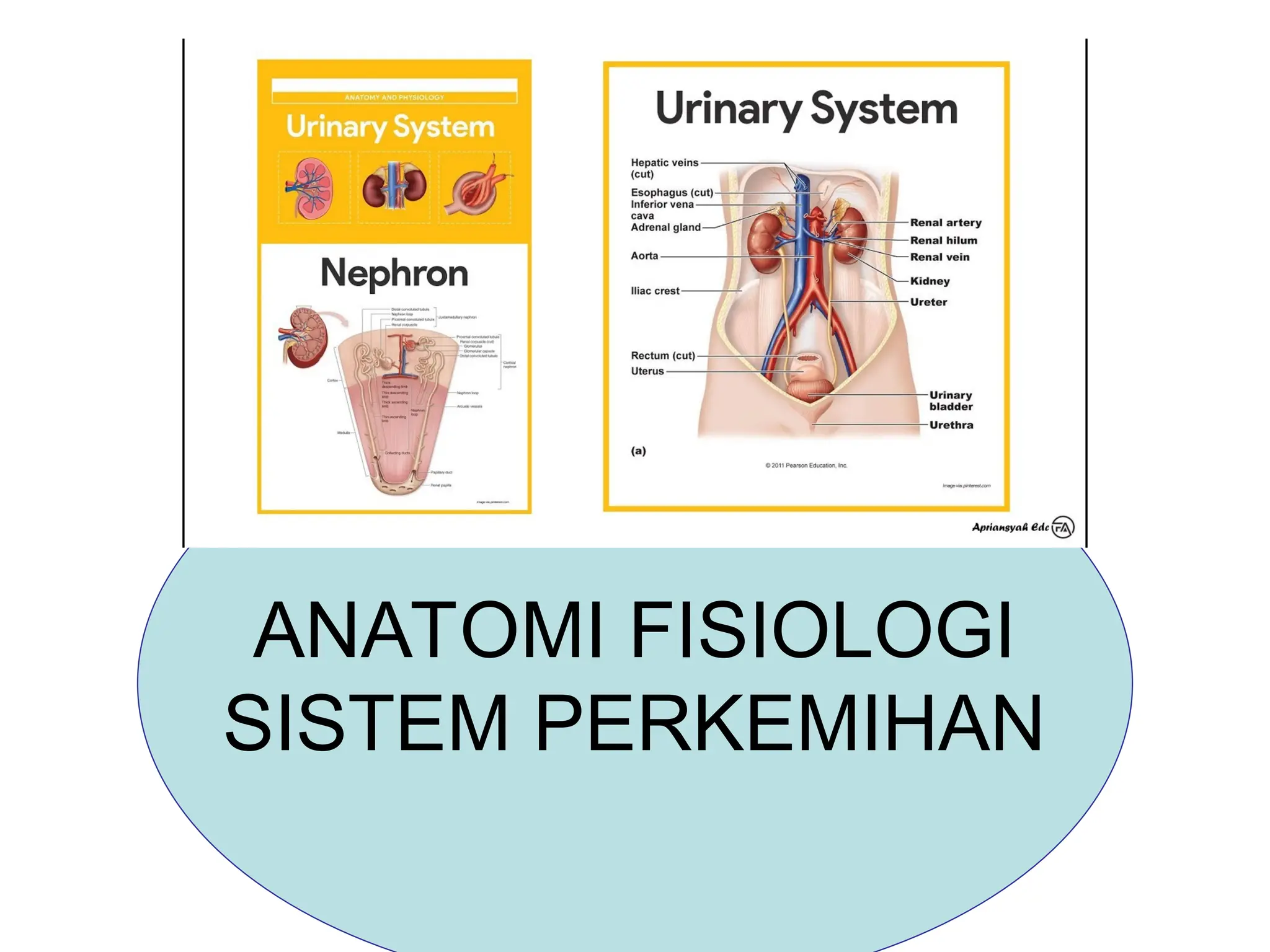 sistem agqusguq ANATOMI SISTEM PERKEMIHAN.ppt