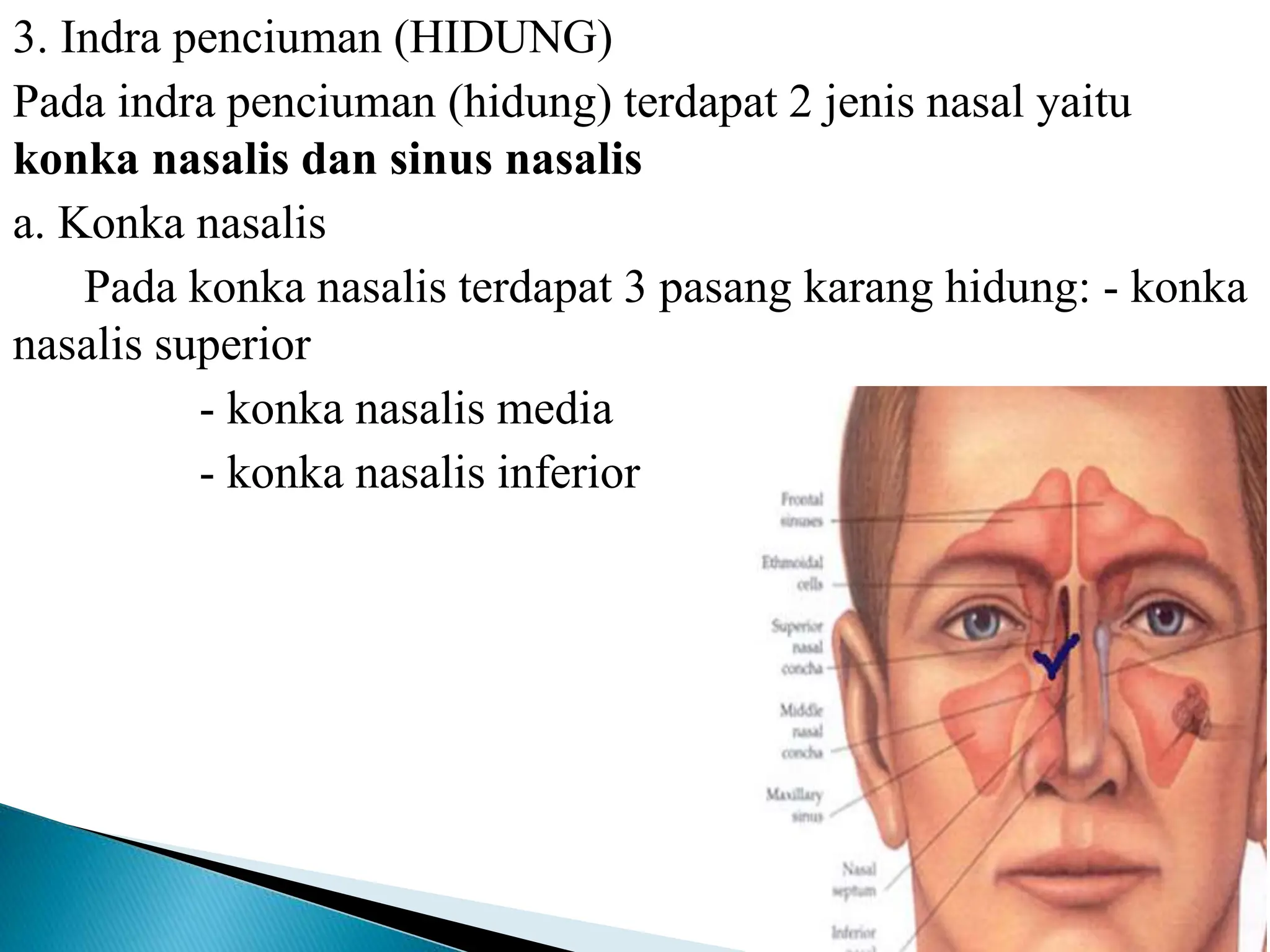 ANATOMI_SISTEM_PERSEPSI_DAN_SENSORI.pptx