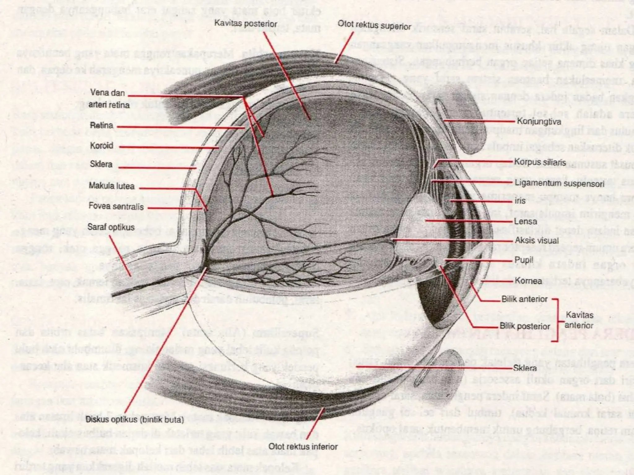 ANATOMI_SISTEM_PERSEPSI_DAN_SENSORI.pptx
