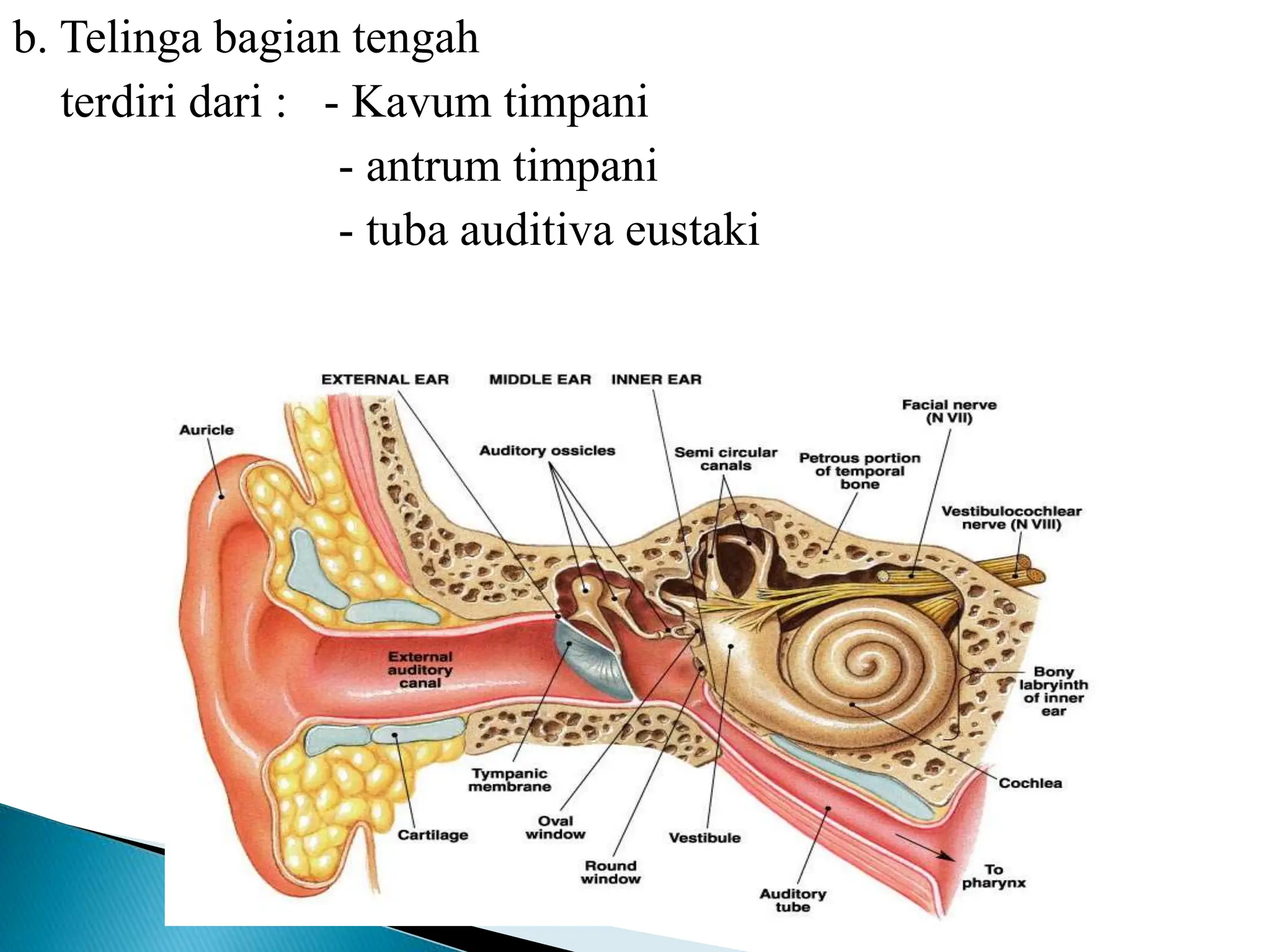 ANATOMI_SISTEM_PERSEPSI_DAN_SENSORI.pptx