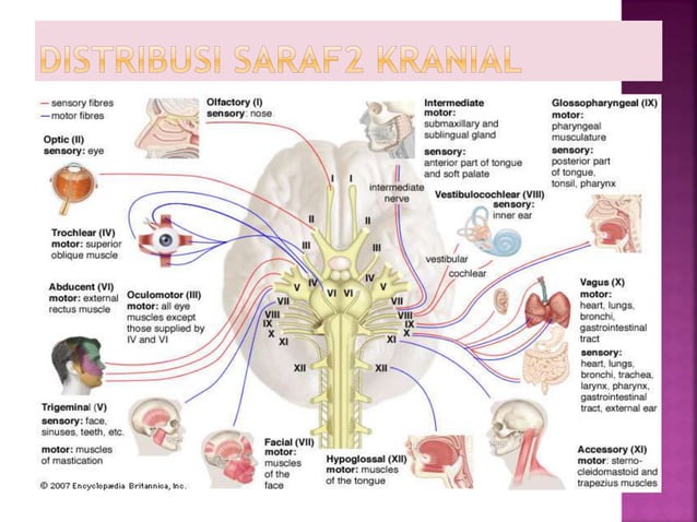 Anatomi sistem persyarafan | PPT