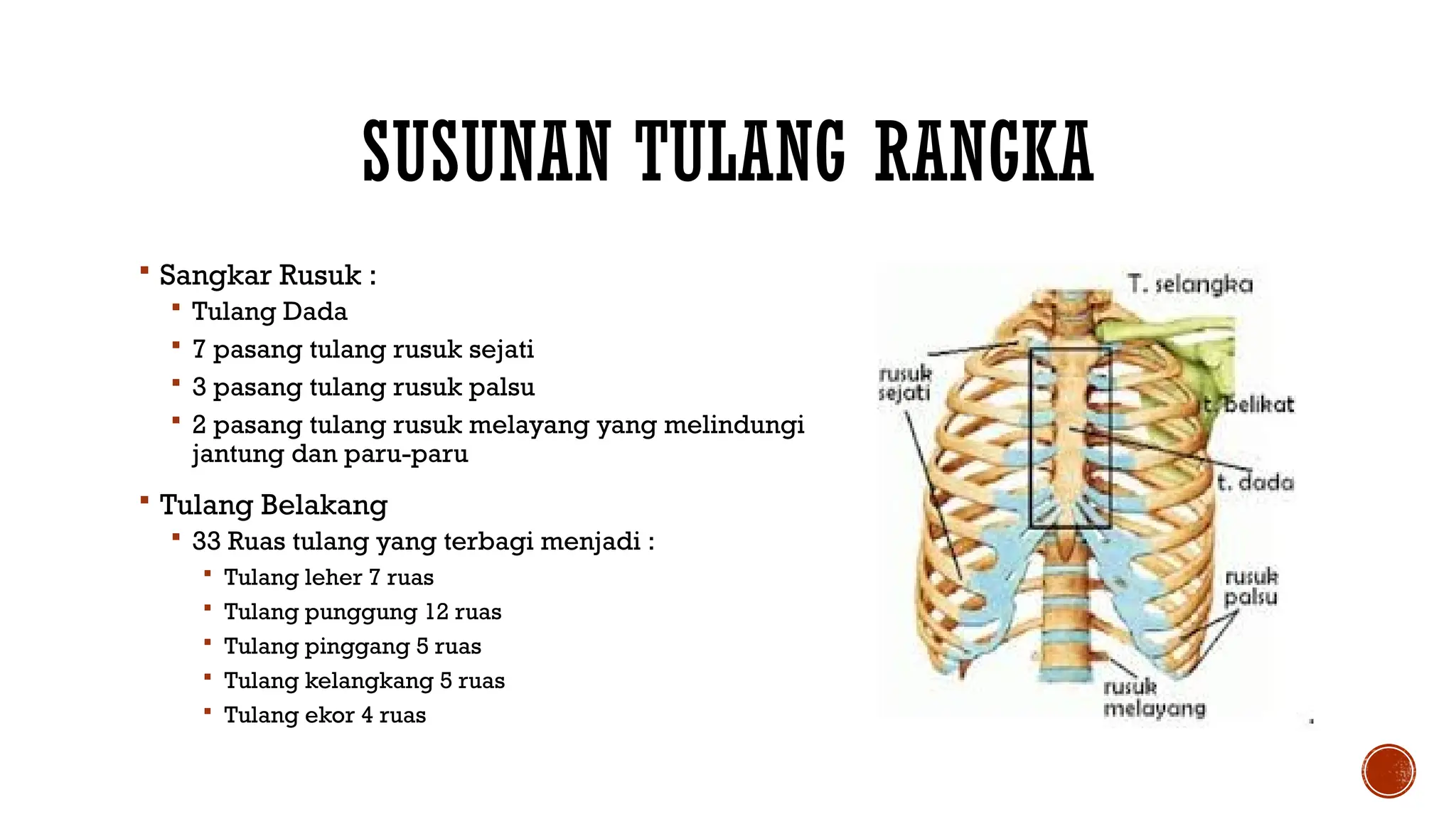 ANATOMI SISTEM RANGKA, BAGIAN-BAGIAN RANGKA.pptx