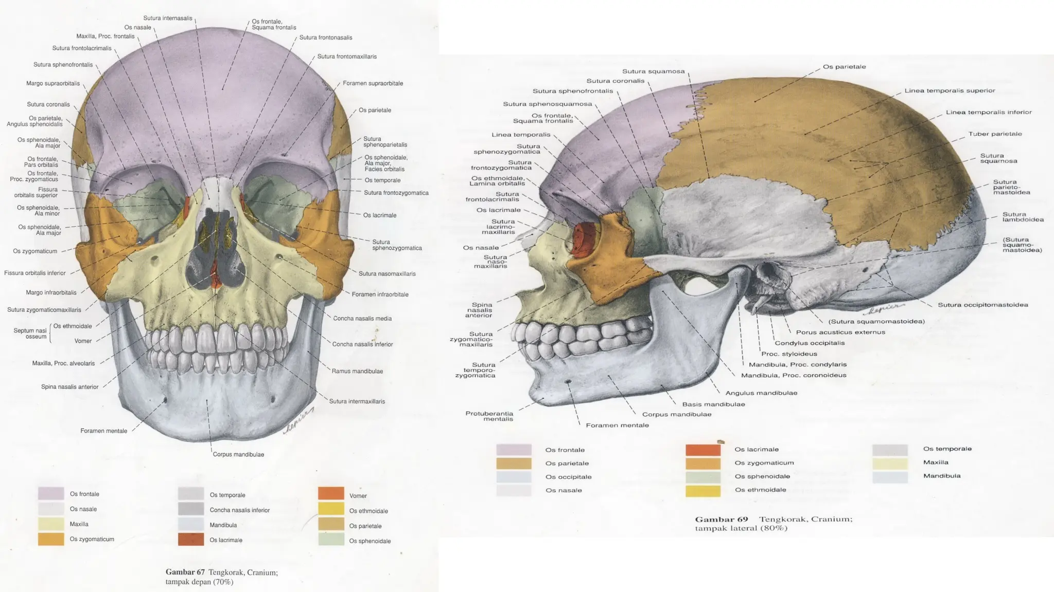 Anatomi Sistem Rangka - Cranium.pptx materi kuliah | PPT