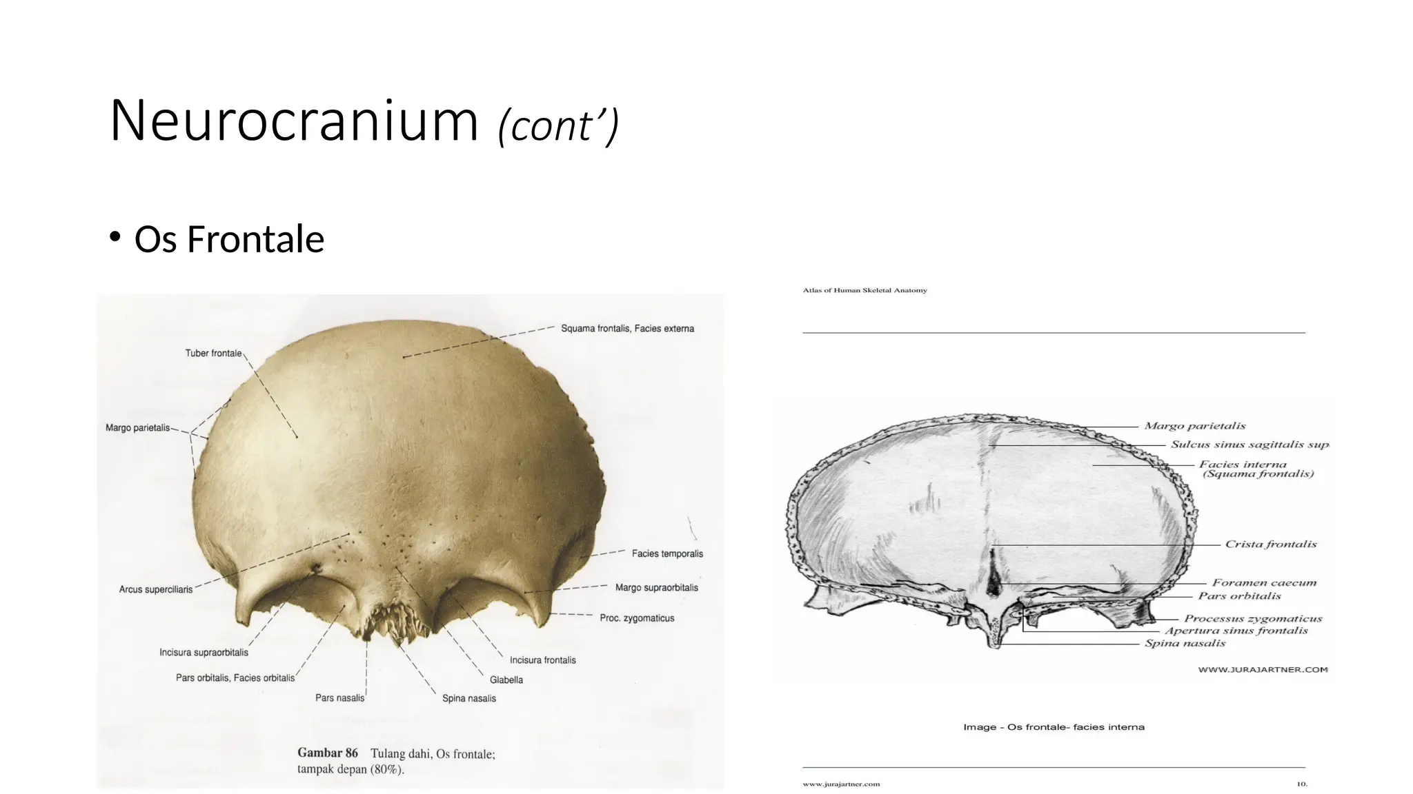 Anatomi Sistem Rangka - Cranium.pptx materi kuliah | PPT