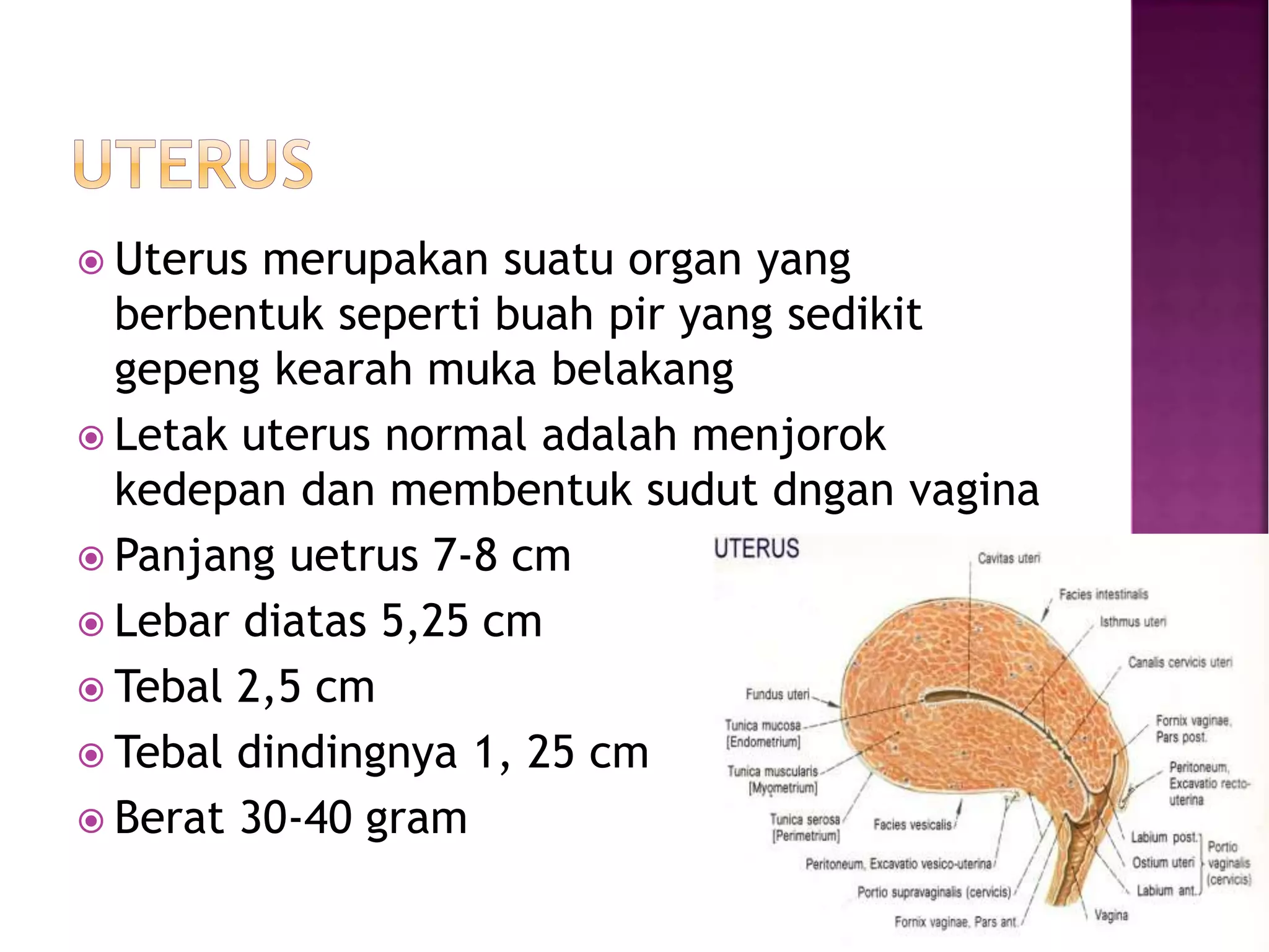 Anatomi sistem reproduksi | PDF