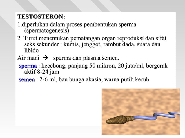 Anatomi sistem reproduksi pria