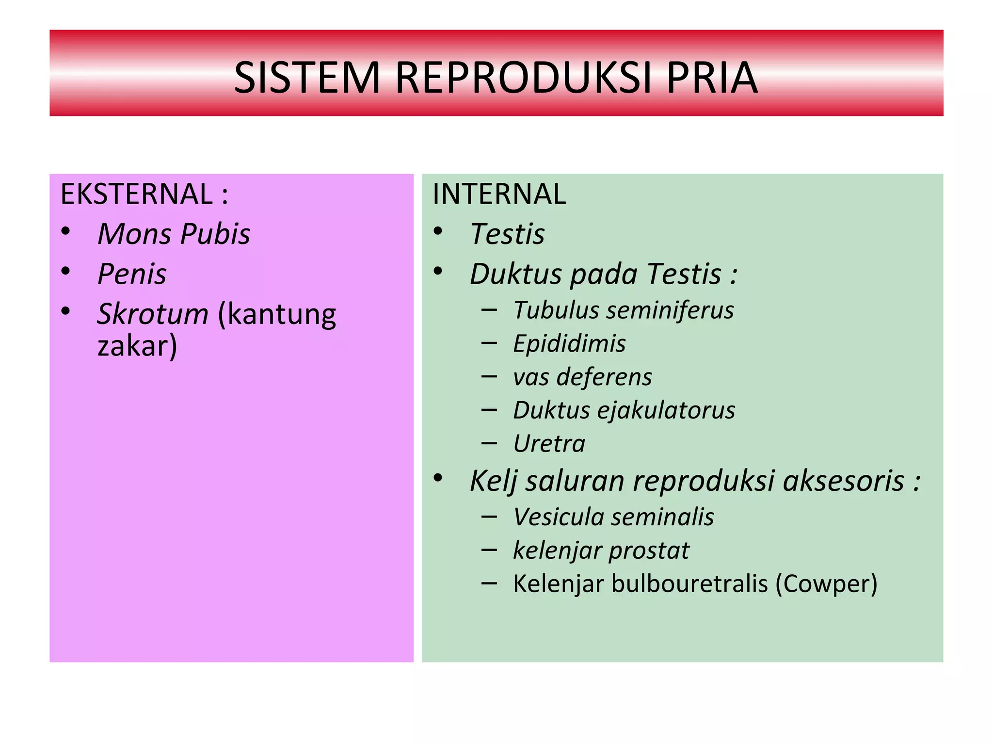 Anatomi Sistem Reproduksi Pria | PPT