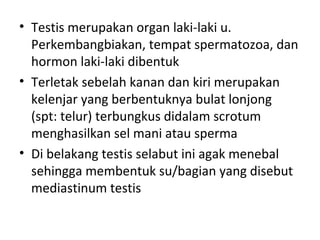 Anatomi Sistem Reproduksi Pria | PPT
