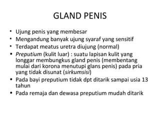 Anatomi Sistem Reproduksi Pria | PPT
