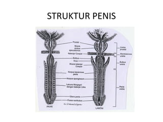 Anatomi Sistem Reproduksi Pria | PPT