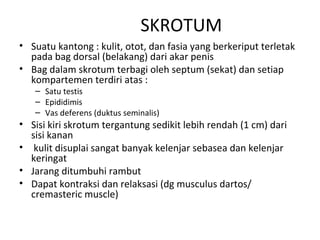 Anatomi Sistem Reproduksi Pria | PPT