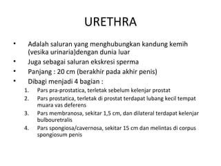Anatomi Sistem Reproduksi Pria | PPT