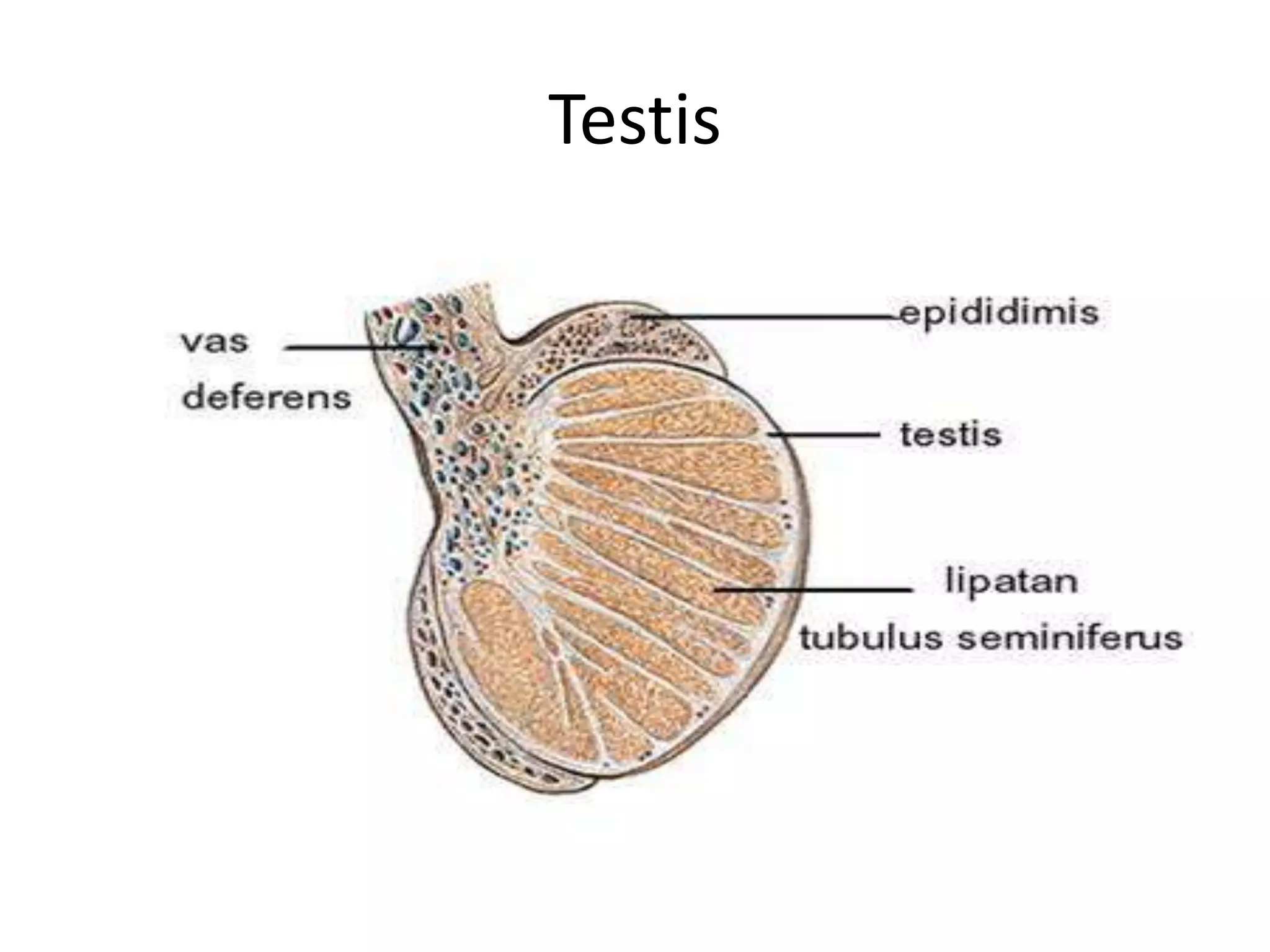 Anatomi Sistem Reproduksi Pria.pptx