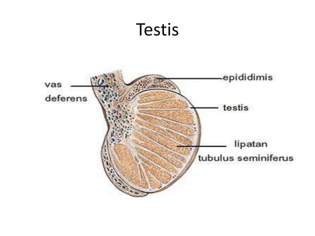 Anatomi Sistem Reproduksi Pria.pptx