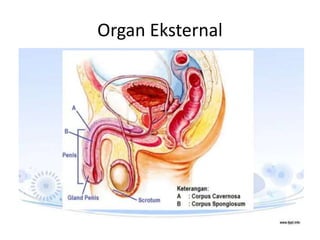 Anatomi Sistem Reproduksi Pria.pptx