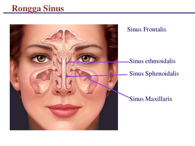 Anatomi sistem respirasi