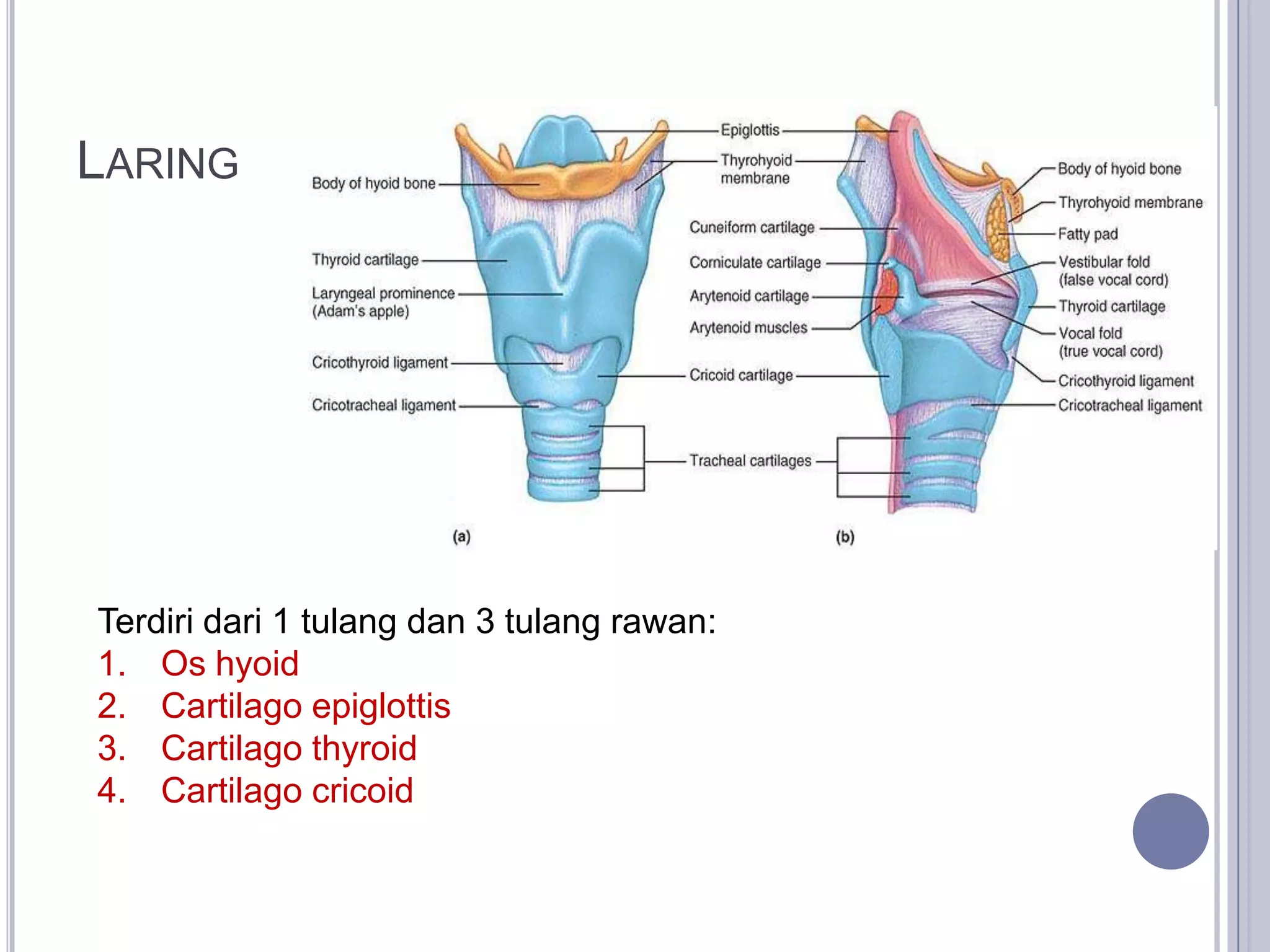 Anatomi sistem respirasi | PPT
