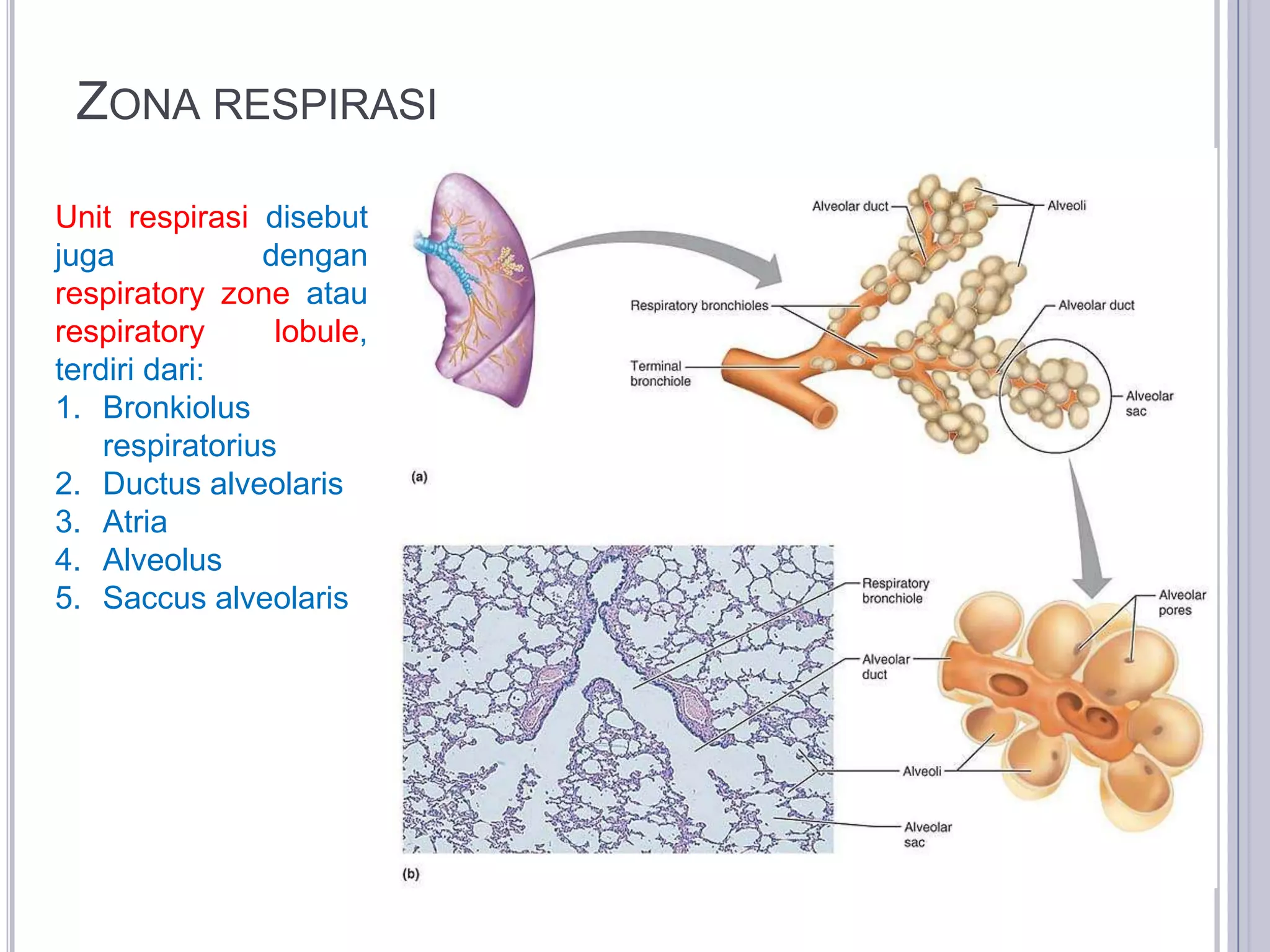 Anatomi sistem respirasi | PPT