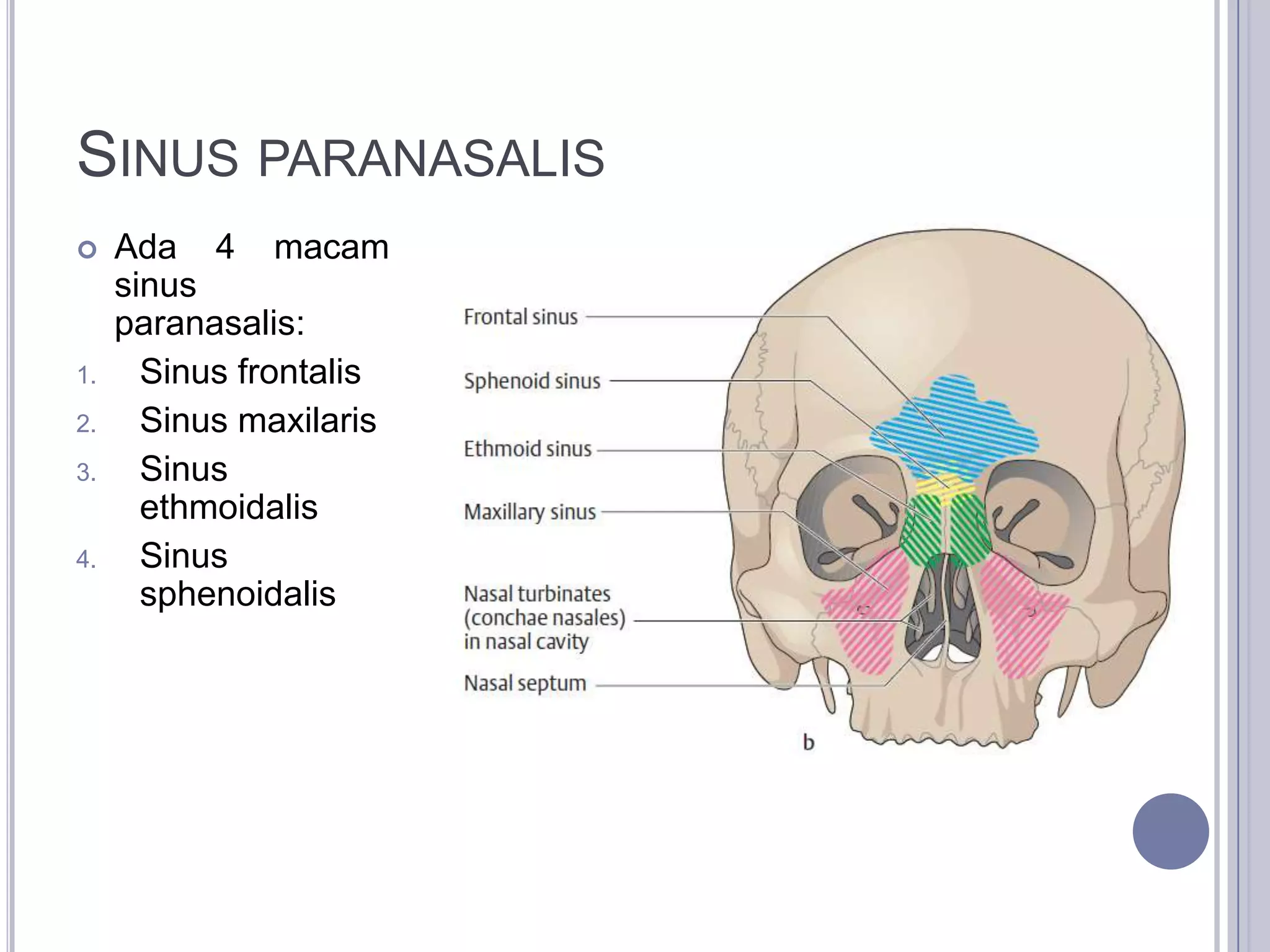 Anatomi sistem respirasi | PPT