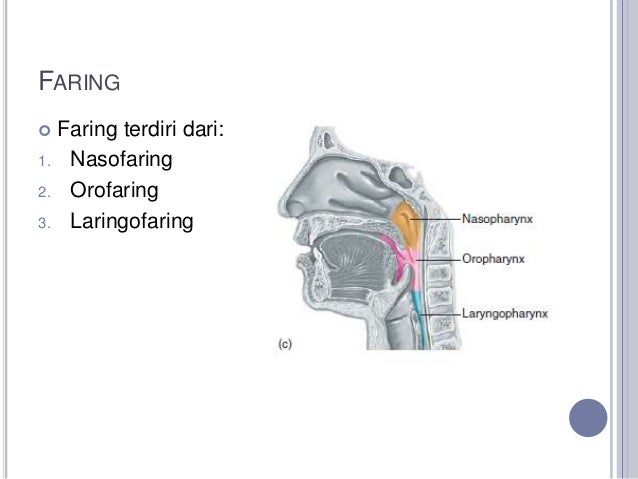 Anatomi sistem respirasi