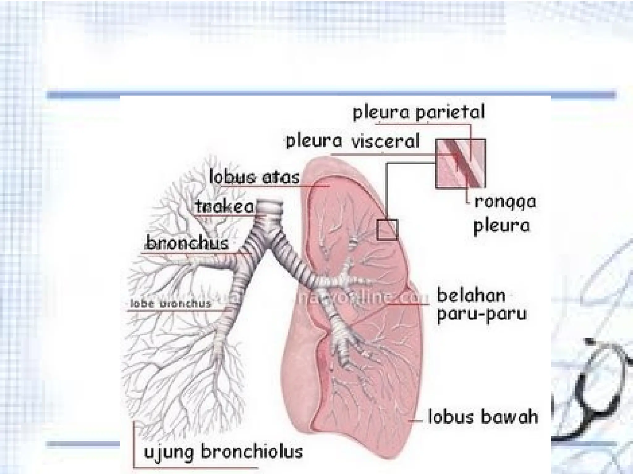 Anatomi pernapasan meliputi sistem pernapasan atas (hidung, sinus, dan ...