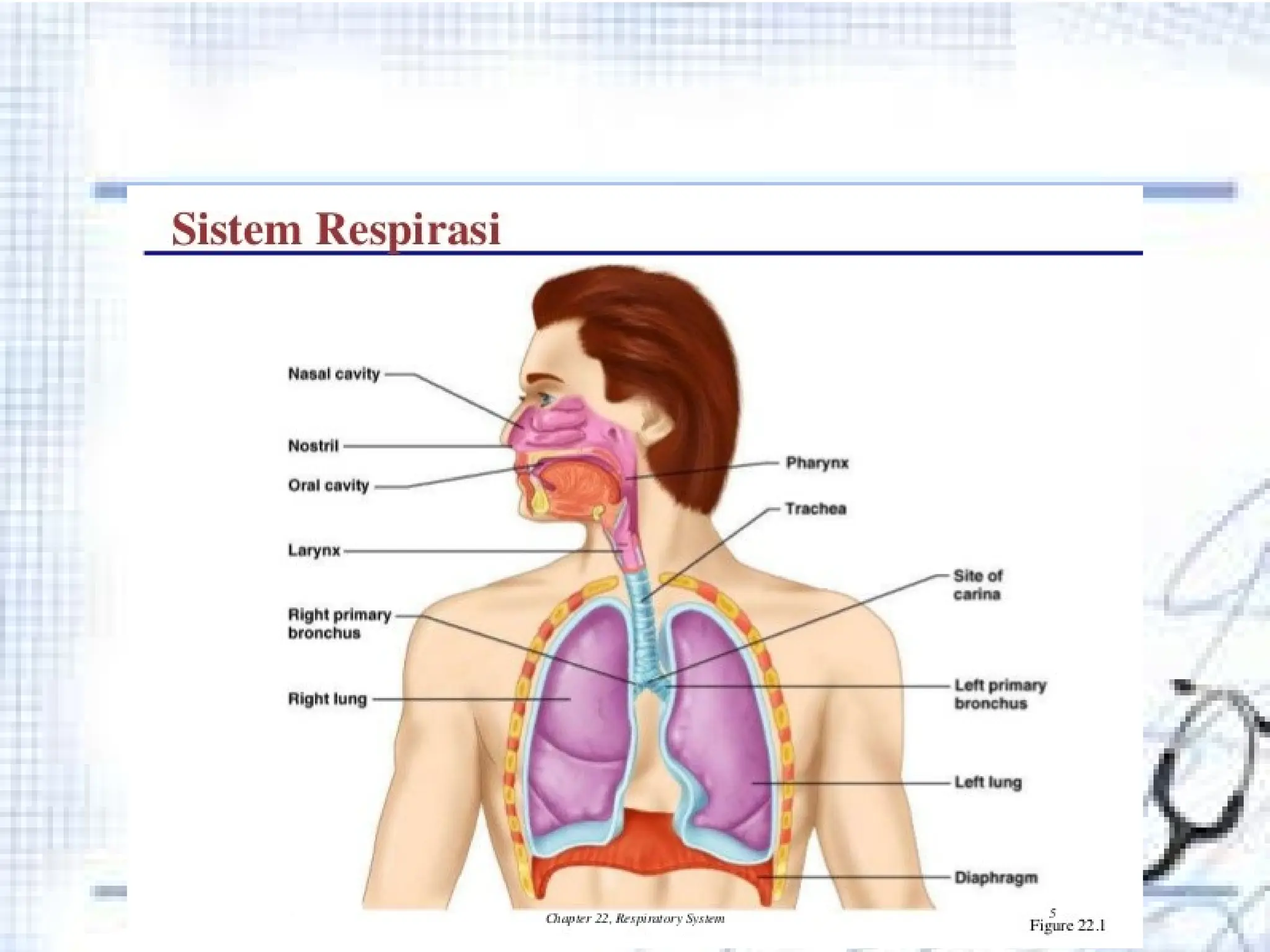 Anatomi pernapasan meliputi sistem pernapasan atas (hidung, sinus, dan ...