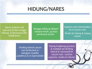 Anatomi pernapasan meliputi sistem pernapasan atas (hidung, sinus, dan ...