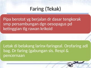 Anatomi pernapasan meliputi sistem pernapasan atas (hidung, sinus, dan ...