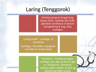 Anatomi pernapasan meliputi sistem pernapasan atas (hidung, sinus, dan ...