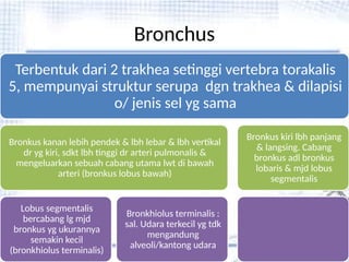 Anatomi pernapasan meliputi sistem pernapasan atas (hidung, sinus, dan ...