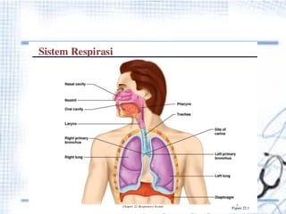 Anatomi pernapasan meliputi sistem pernapasan atas (hidung, sinus, dan ...