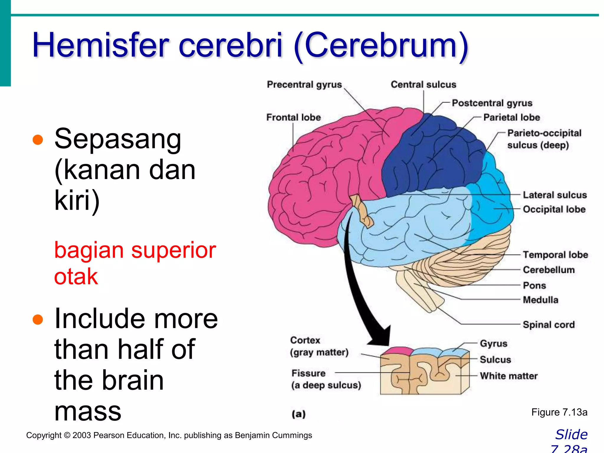 Anatomi sistem saraf | PPTX | Brain and Nervous System Disorders ...