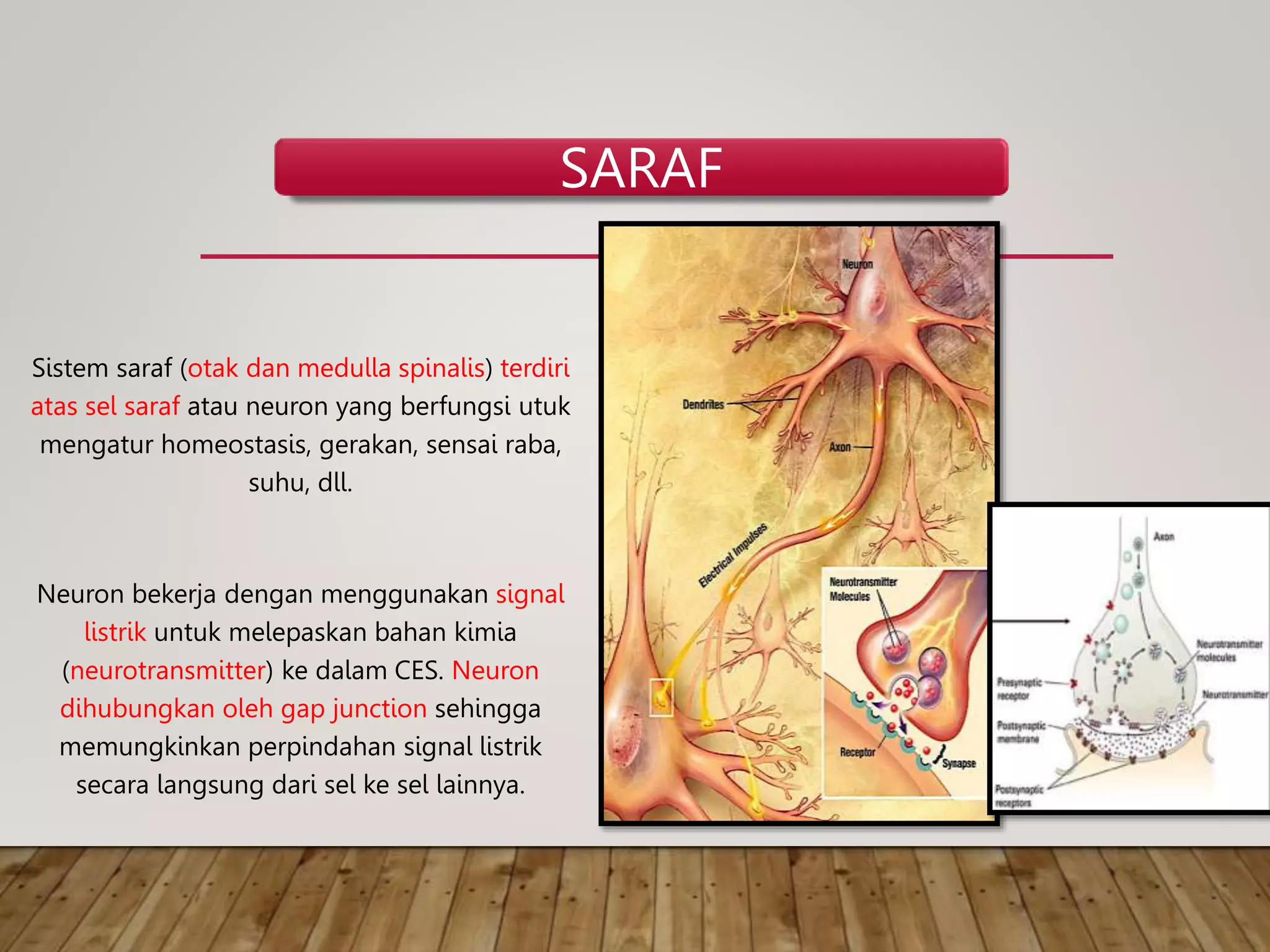 ANATOMI_SISTEM_SARAF.pptx