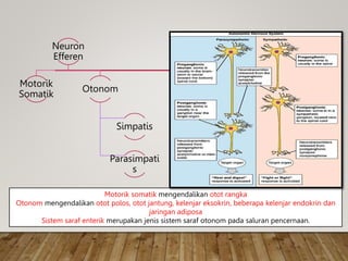 ANATOMI_SISTEM_SARAF.pptx
