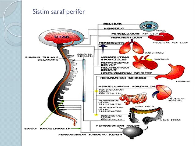 ANATOMI SISTEM SARAF.pptx Sistem saraf adalah sistem yang mengatur dan ...